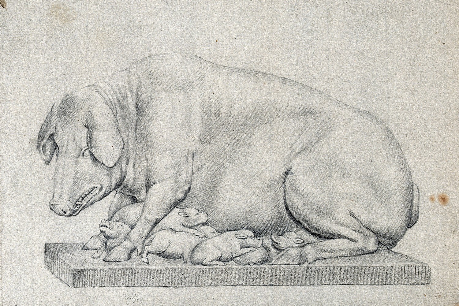 Pig Pandemics and Other "Epizootic" Threats | Think Global Health