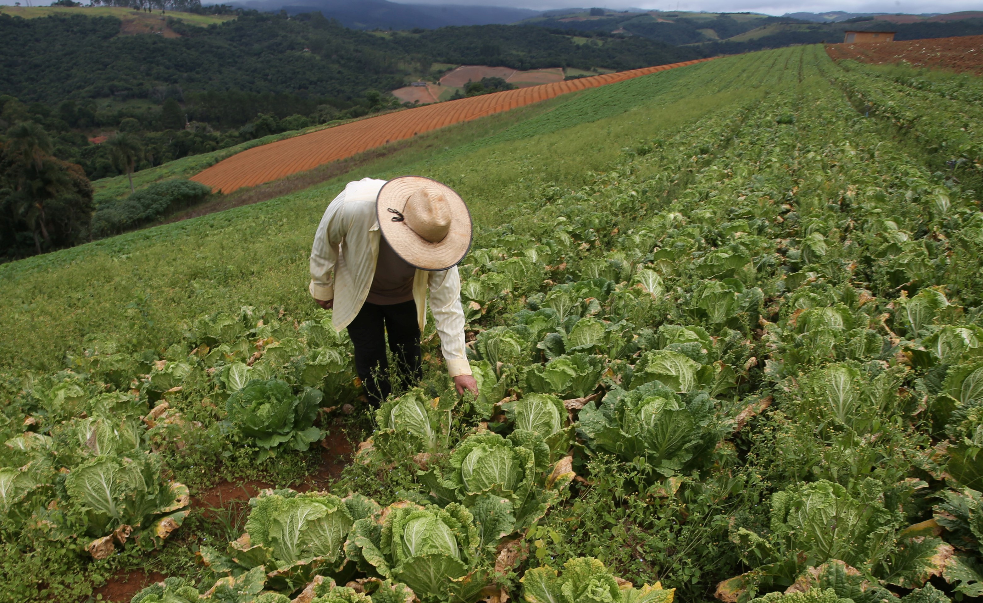 What Brazil's "Poison Package" Means for Global Food Supplies | Think ...