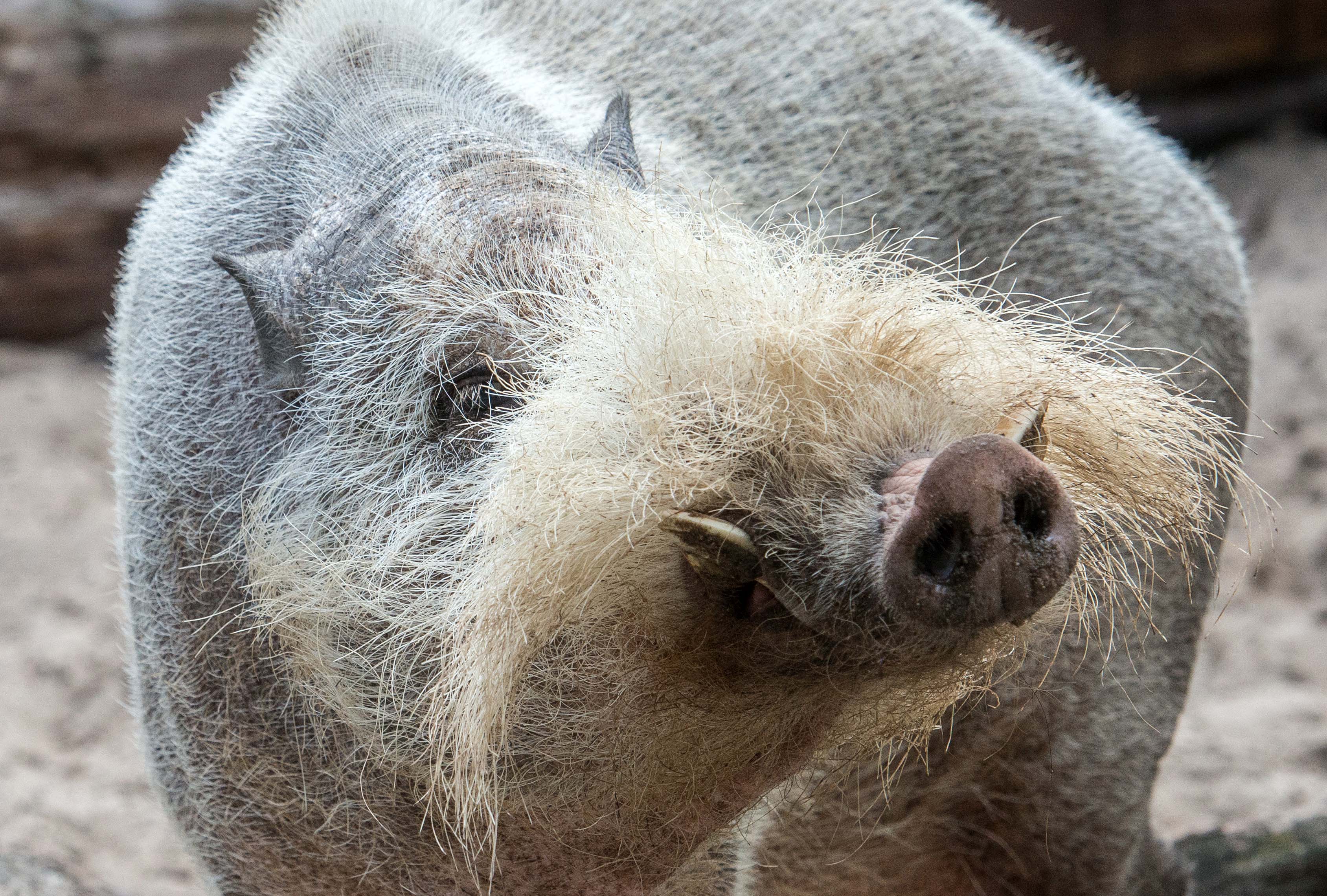 Aporkalypse Now: Bearded Pigs Face Environmental Peril | Think Global ...