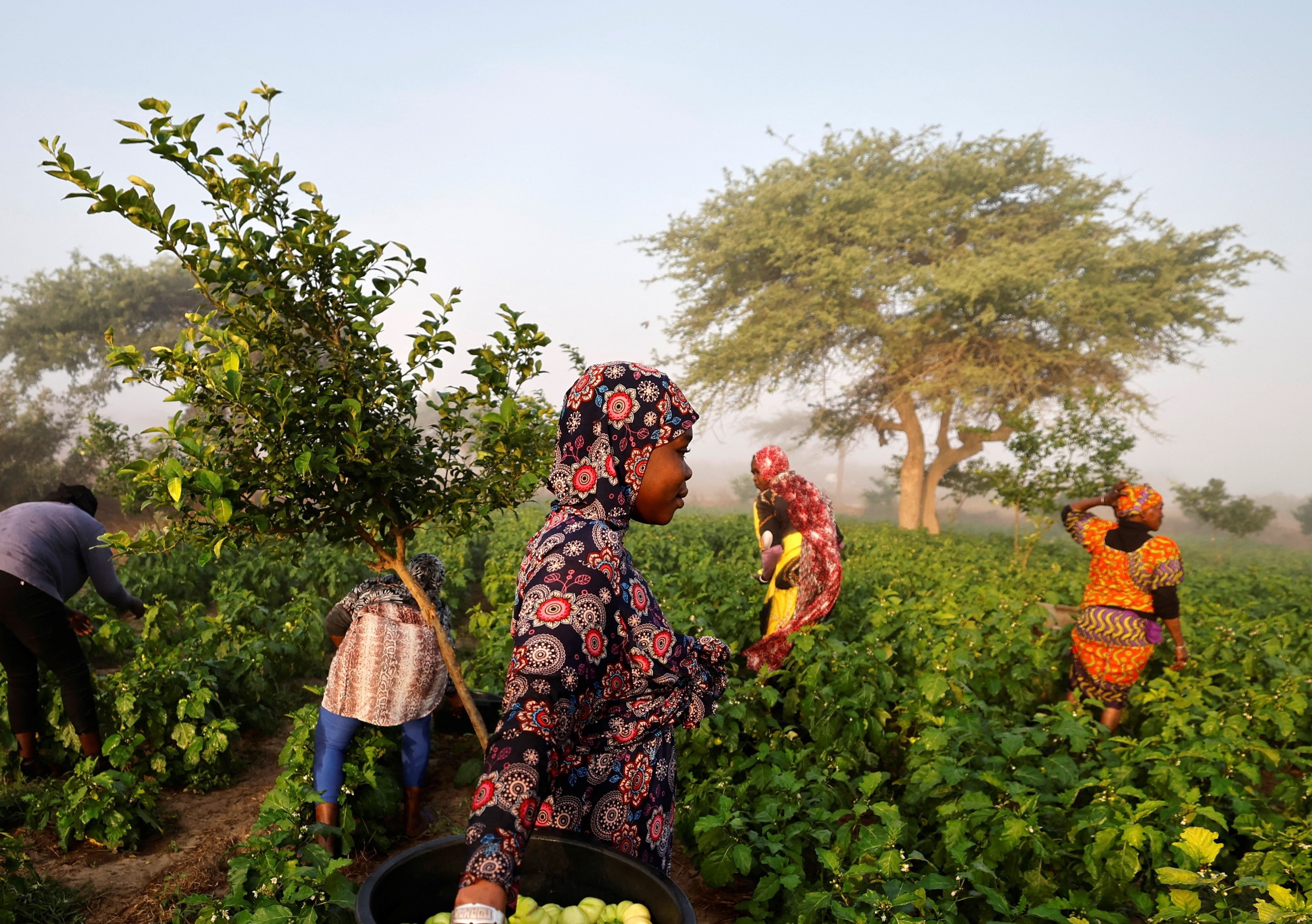 Transforming the Global Food System for Better Health | Think Global Health